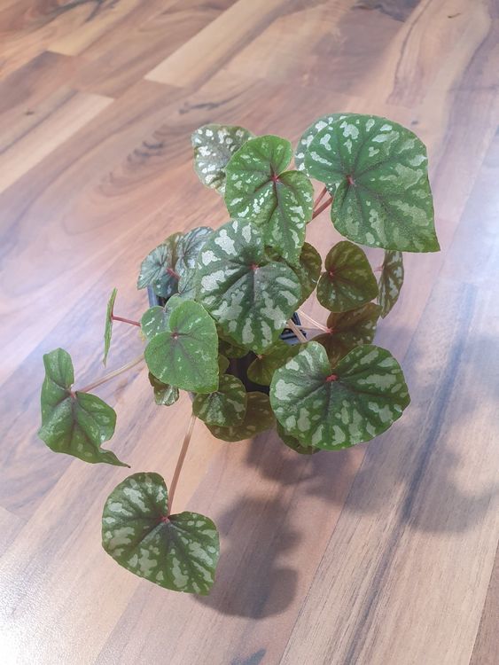 Begonia dregei - Caudex Begonie (Gebraucht) in Diessenhofen für CHF 9 ...