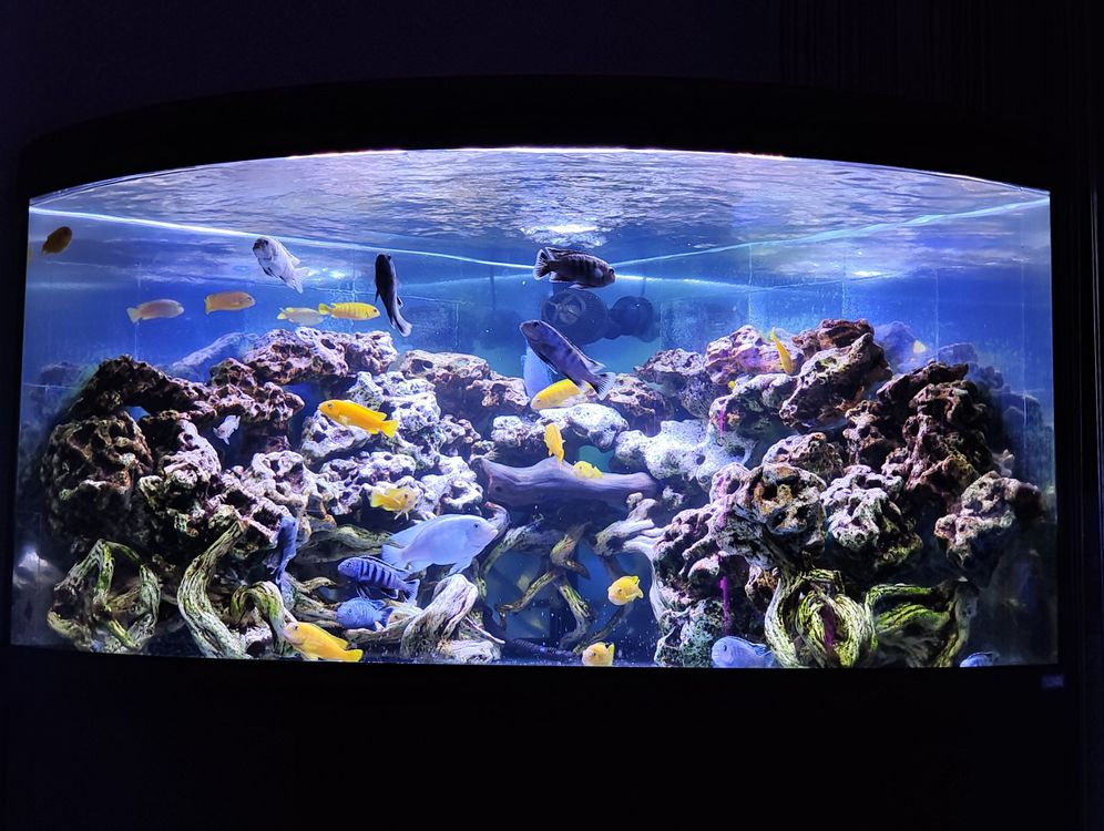 Aquarium Fluval 350L - Eckaquarium Set | Kaufen auf Ricardo