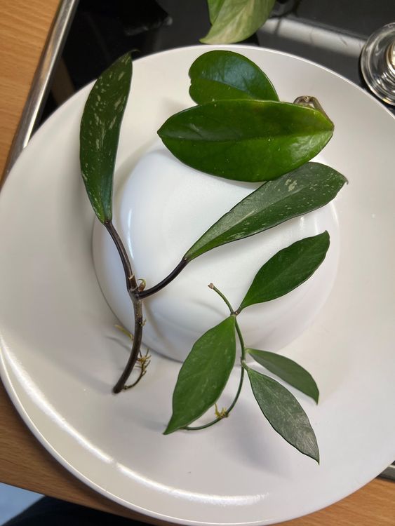 Hoya Pubicalyx, Gracillis, Carnosa - 3 bewurzelte Stecklinge (Neu ...