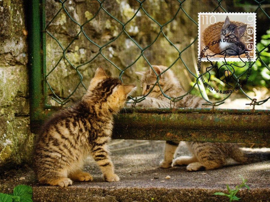 Maximumkarte Süsse Tiere - Katze (Neu (gemäss Beschreibung)) in Dottikon für CHF 8 – mit ...