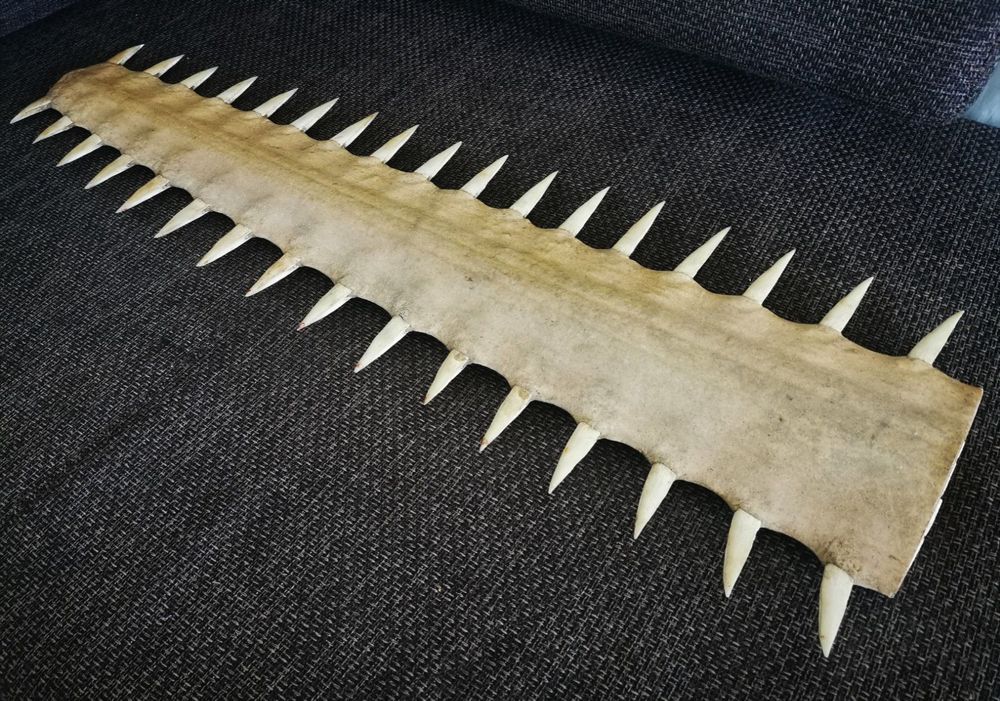 Sägerochen Schwertfisch Antik Fossil OK! Knochenfisch, Zähne (Gebraucht ...