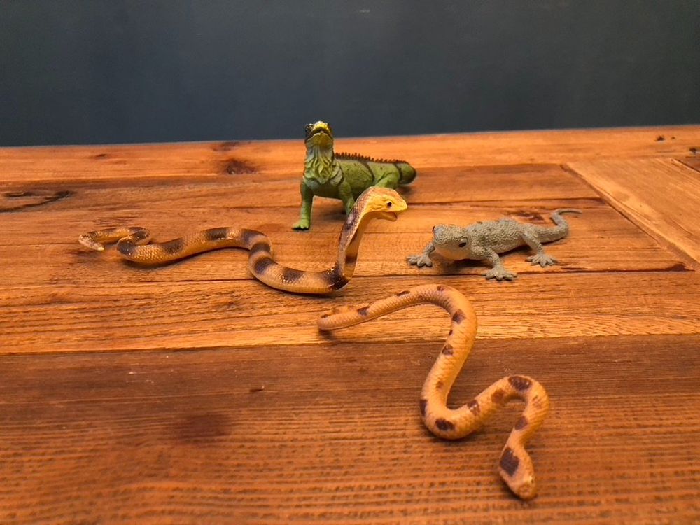Schlangen und Echsen | Kaufen auf Ricardo