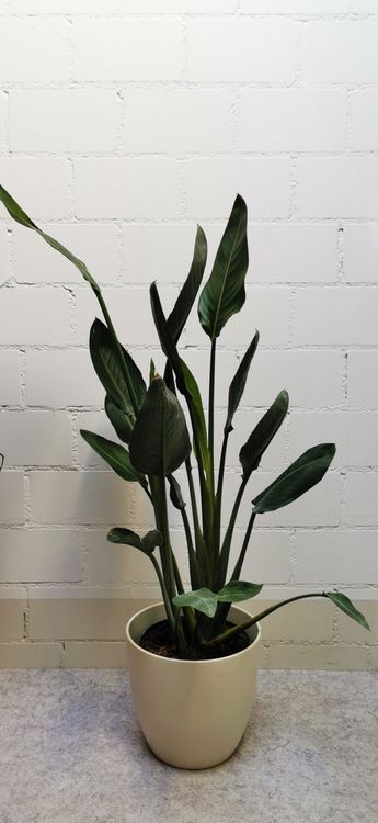 STRELIZIE / PARADIESVOGELBLUME (Gebraucht) in Jona für CHF 45 – nur Abholung auf Ricardo kaufen