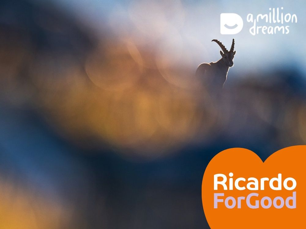 Fine-Art-Print des Schweizer Naturfotografen Levi Fitze (Gebraucht) in ...