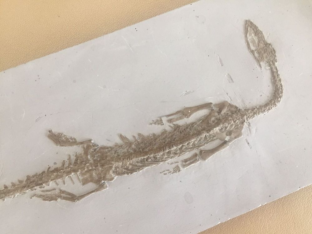 Neusticosaurus pusillus - Moulage TOP | Kaufen auf Ricardo