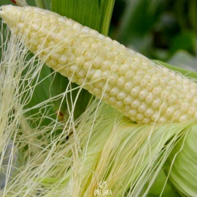 15 SAMEN GRAINES SEMI Mais WEISS « WHITE WONDER » (Neu und ...