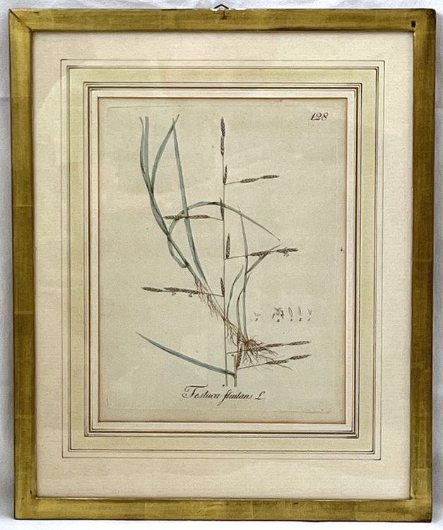 Stich "Festuca fluitans" (Gebraucht) in Kriens für CHF 19 – nur Abholung auf Ricardo kaufen