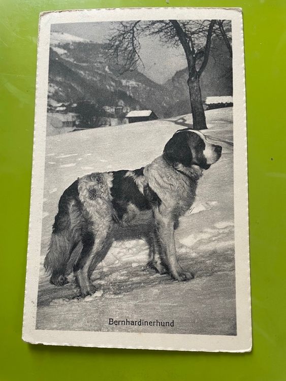 ALTE AK MIT BERNERDINERHUND CA 70 JÄHRIG (Gebraucht) in Bernhardzell für CHF 4 – mit Lieferung ...