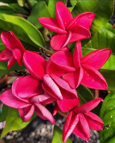 Frangipani / Plumeria Red Jack (Neu (gemäss Beschreibung)) in St.Erhard ...