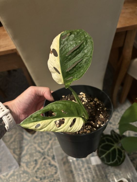 Luxus Monstera Variegata Samen Bild
