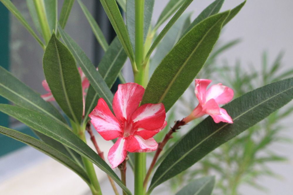 Grosser Oleander "Simie" mit aparter Blüte in blauem Topf | Kaufen auf ...