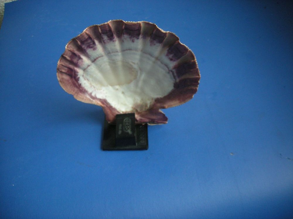 Grosse Muschel mit Streifen Philippinen 15x15 cm (Gebraucht) in ...