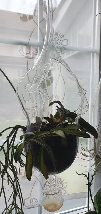 Orchideenvase/hänger (Gebraucht) in Wuppenau für CHF 30 – nur Abholung auf Ricardo kaufen