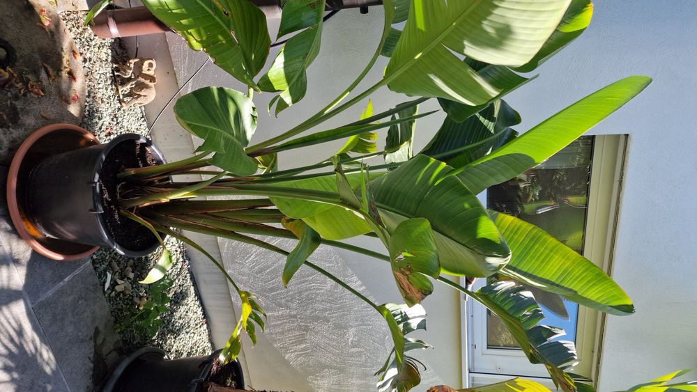 Weisse Paradiesvogelblume Strelitzie Strelitzia Nicolai | Kaufen auf Ricardo