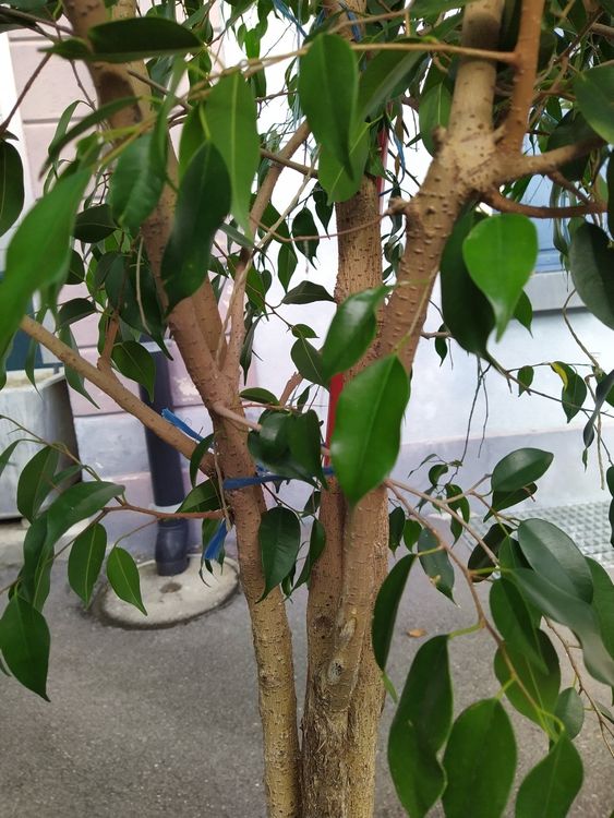 Ficus Baum in Topf 2,5 Meter (Gebraucht) in für CHF 85 – nur Abholung ...
