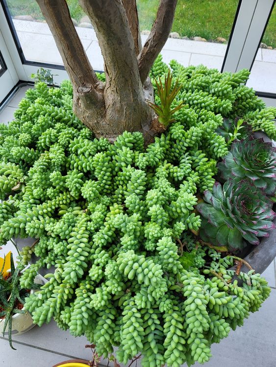 Fetthenne Affenschwanz Ableger 8 Stück | Kaufen auf Ricardo