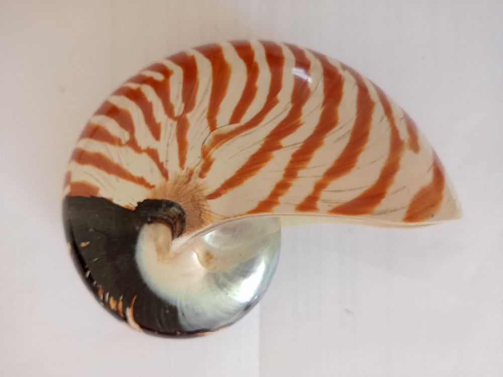 Nautilus Muschel (Gebraucht) in Zürich für CHF 129 – mit Lieferung auf ...