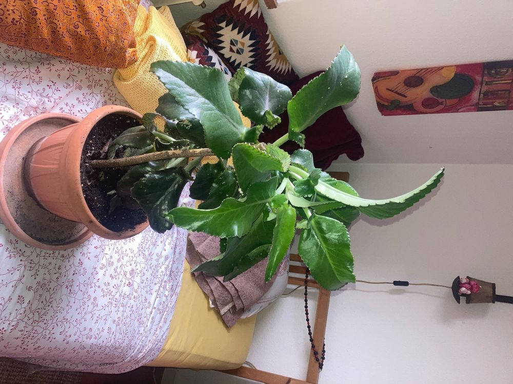 Pflanze „Kalanchoe ceratophylla“ (Gebraucht) in Zürich für CHF 27 – nur ...