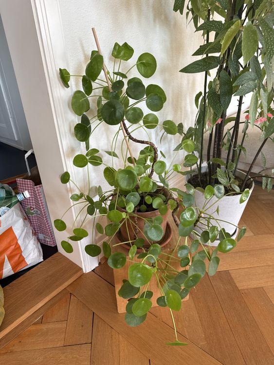 Big Pilea (Gebraucht) in Basel für CHF 55 – nur Abholung auf Ricardo kaufen