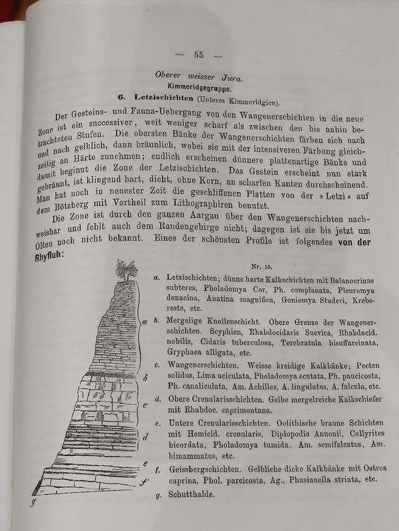 Antikes Buch Umgebung von Brugg AG Geologische Beschreibung (Gebraucht ...