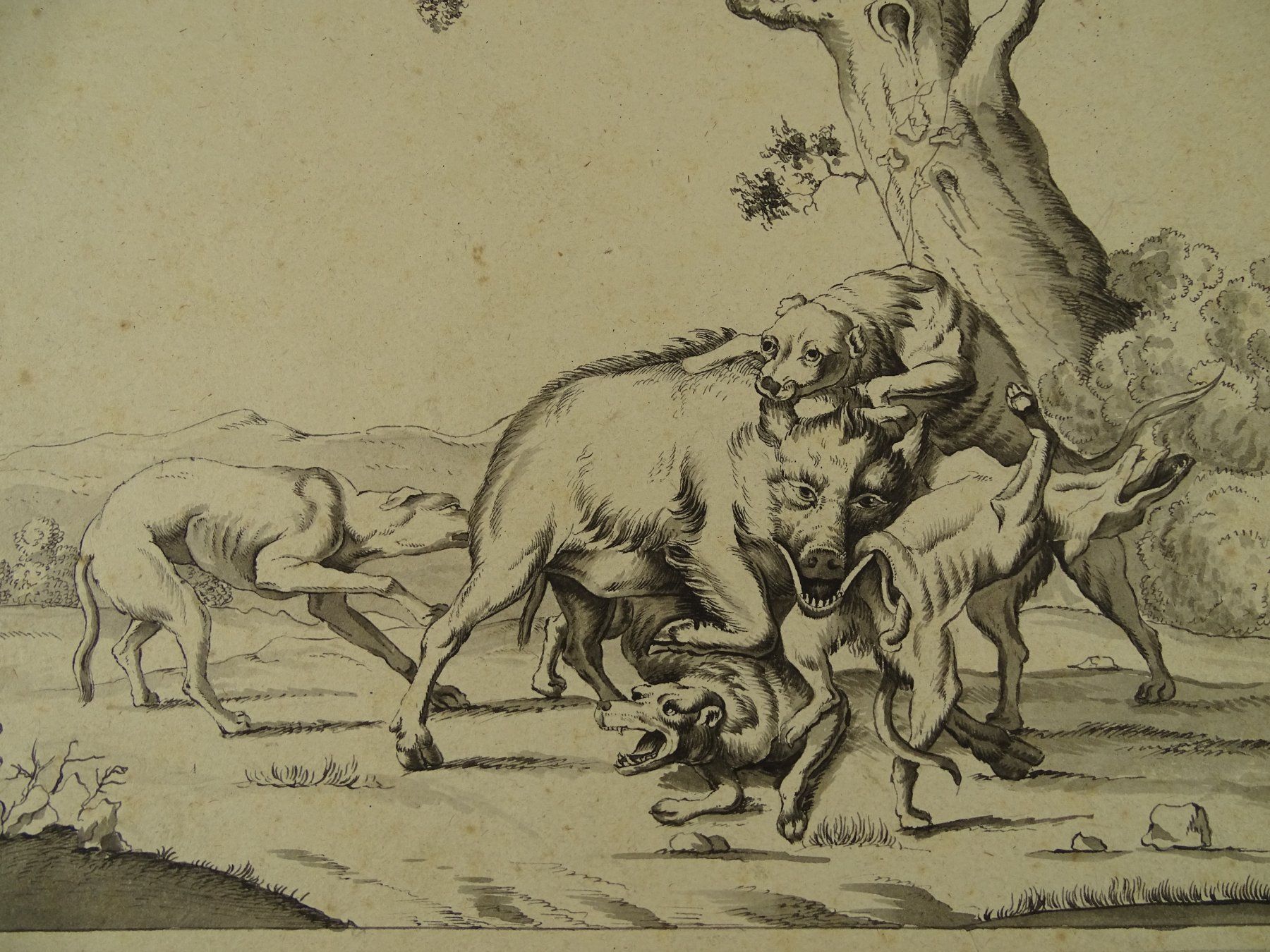 JAGDHUNDE IM KAMPF MIT EBER, KUPFERRADIERUNG 17. JAHRHUNDERT (Gebraucht ...