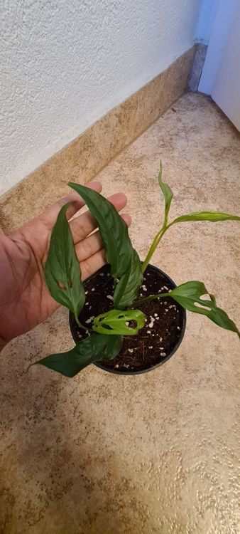 Monstera adansonii narrow form (Rare) (Gebraucht) in Diessenhofen für ...