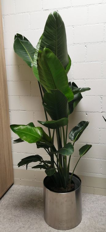 STRELIZIE / PARADIESVOGELBLUME | Kaufen auf Ricardo