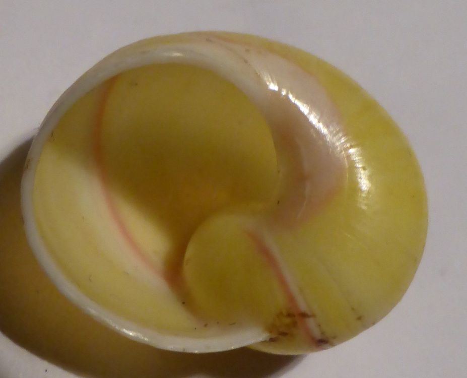 POLYMITA VENUSTA, SUPER ZITRONENGELB, MIT ROTEN LINIEN, RARE | Kaufen ...