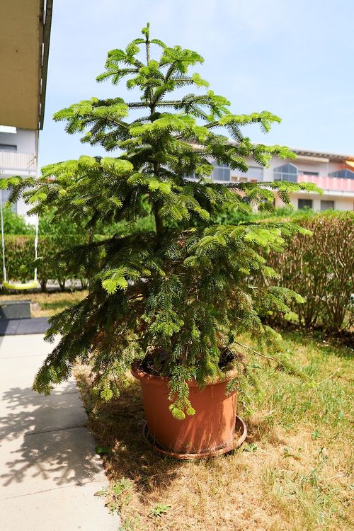 Rottanne im Topf (Gebraucht) in Winterthur für CHF 30 – nur Abholung auf Ricardo kaufen