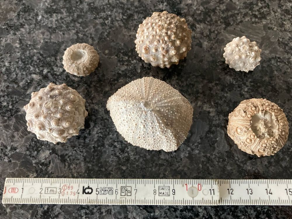 Versteinerte Seeigel Set B- Ware Fossilien Versteinerung (Gebraucht) in ...