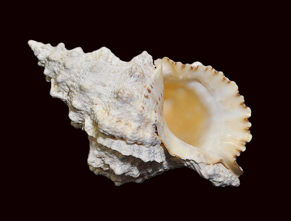 Muschel «Meeresschnecke» (Gebraucht) in Grabs für CHF 20 – nur Abholung ...