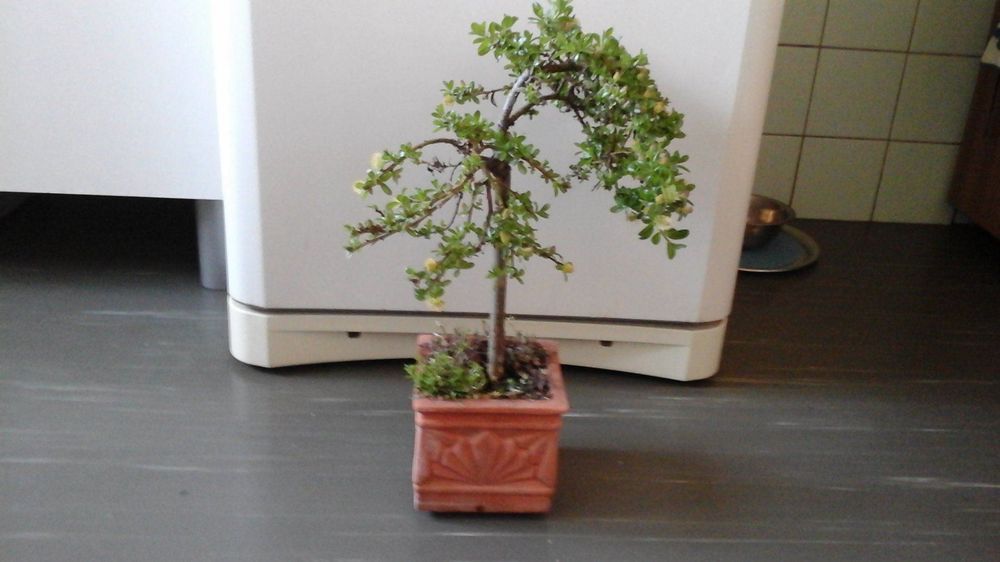 PATIO SALIX " ARBUSCULA " (D'occasion) à pour CHF 45 – avec livraison ...