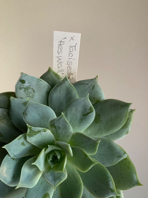 Echeveria Tacisedum Heswall | Kaufen auf Ricardo