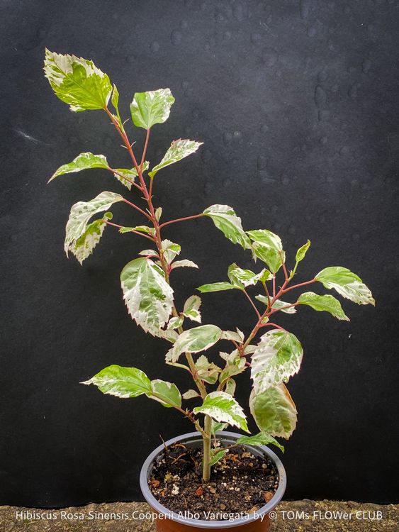 Hibiscus Rosa-Sinensis Cooperii Albo Variegata - 100% Bio (Neu und ...