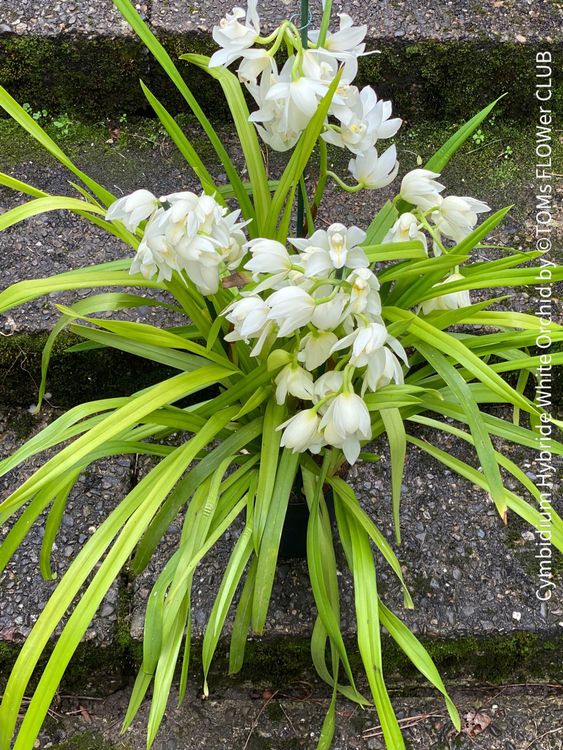Cymbidium Hybride White Orchidee 60x60cm (Neu (gemäss Beschreibung)) in Adliswil für CHF 21 ...
