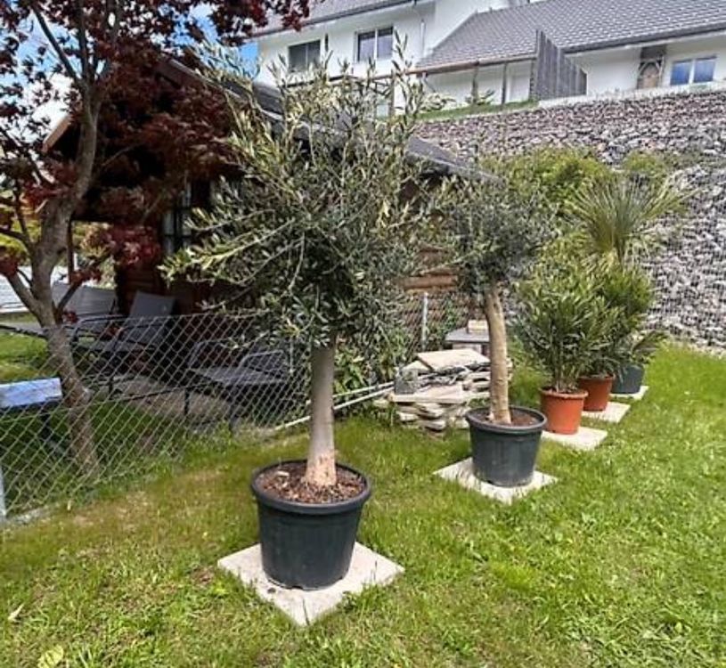 Olivenbaum winterhart | Kaufen auf Ricardo