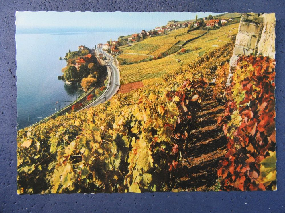 RIVAZ VD AK REBBERGE LAC LEMAN | Kaufen auf Ricardo