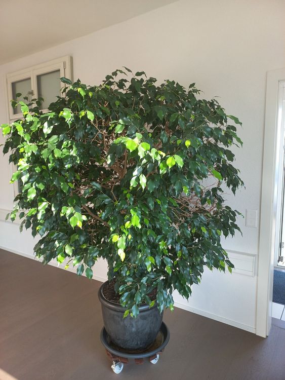 Grosser Benjamin Baum | Kaufen auf Ricardo