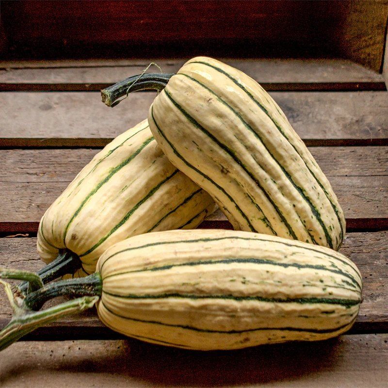 Kürbis Delicata JS Bio - Cucurbita pepo - 25 Samen (Neu und ...