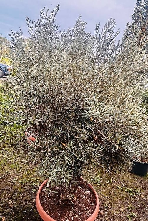 Olivenbaum "Big-Bowl" I winterhart | Kaufen auf Ricardo