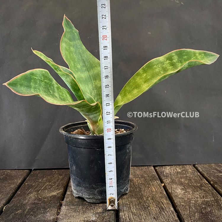 Sansevieria concinna (Neu (gemäss Beschreibung)) in Adliswil für CHF 74 – mit Lieferung auf ...