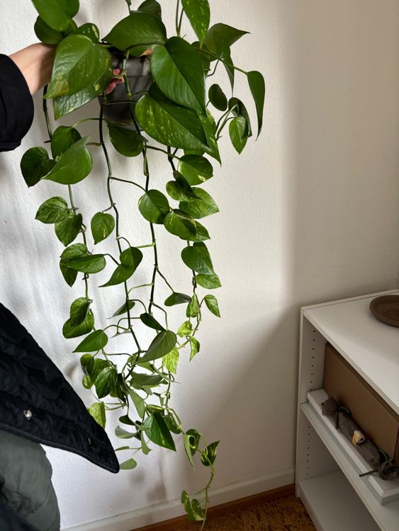 Philodendron Marble Queen und aurea (Gebraucht) in Zürich für CHF 30 ...