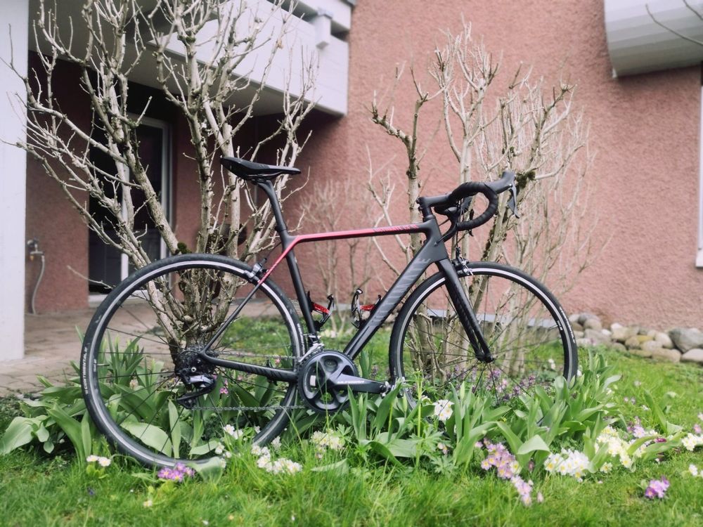 Rennrad Canyon Ultimate CF SL 8.0 (Gebraucht) in Abtwil SG für CHF 1710 ...