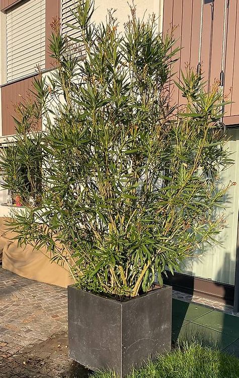 Gelber Oleander sehr kräftig und gesund (Gebraucht) in Boll für CHF 160 ...