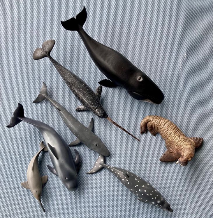 Wale & Walross Sammlung - Collecta & Safari Ltd. | Kaufen auf Ricardo