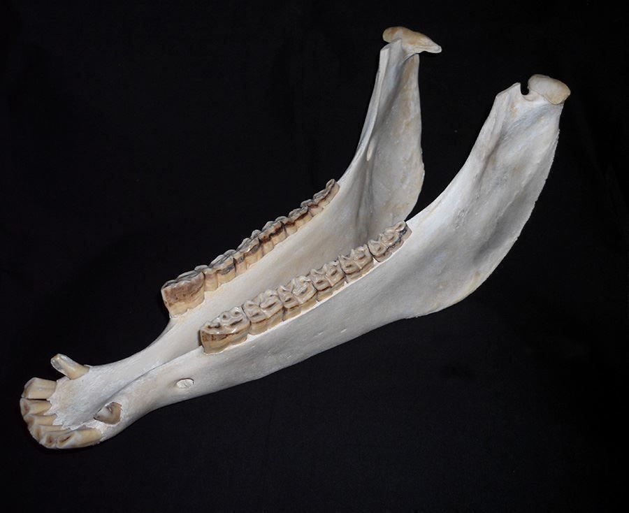 Quijada Knochen Percussion Instrument | Kaufen auf Ricardo