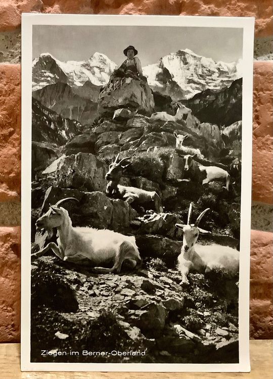 Alte Foto AK Ziegen im Berner Oberland - Hirten Junge (Gebraucht) in Root für CHF 1 – mit ...