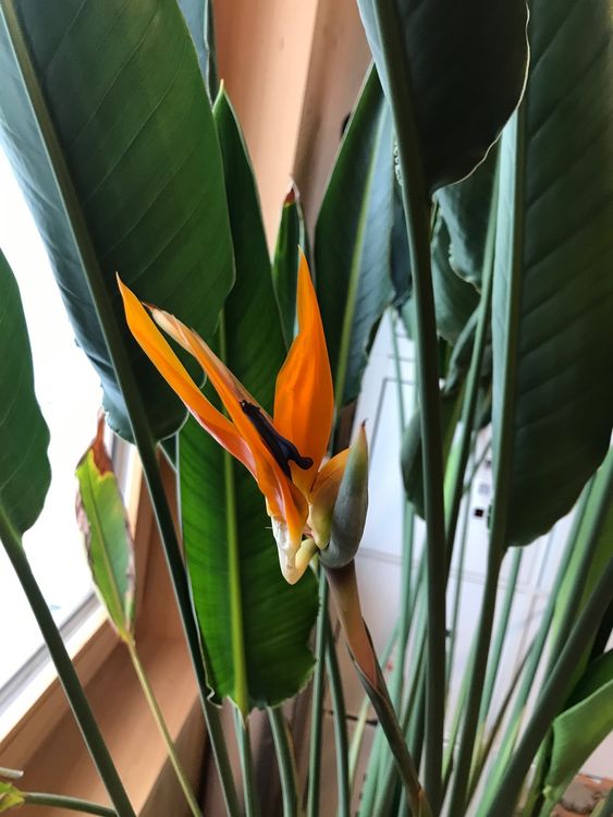 Blühende Strelitzia Reginae - Paradiesvogelblume | Kaufen auf Ricardo