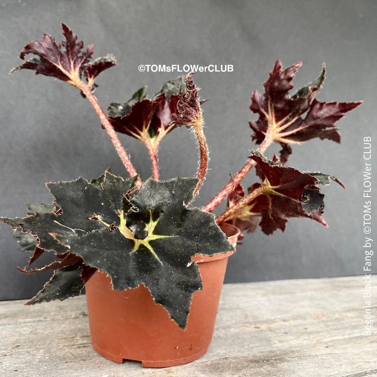 Begonia Black Fang - schwarze Begonien - Schönheit (Neu und ...