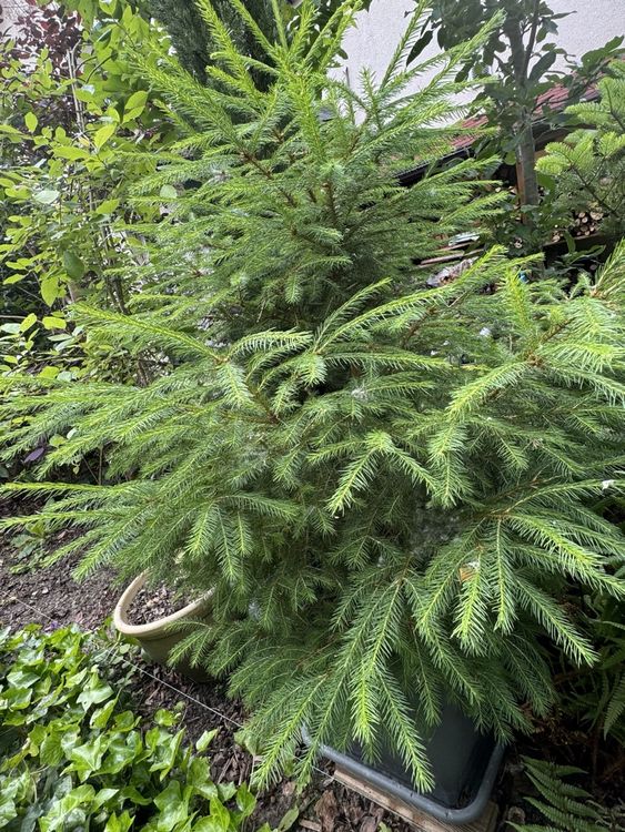 Rottanne im Topf (Weihnachtsbaum) (Gebraucht) in Magden für CHF 28.5 – nur Abholung auf Ricardo ...